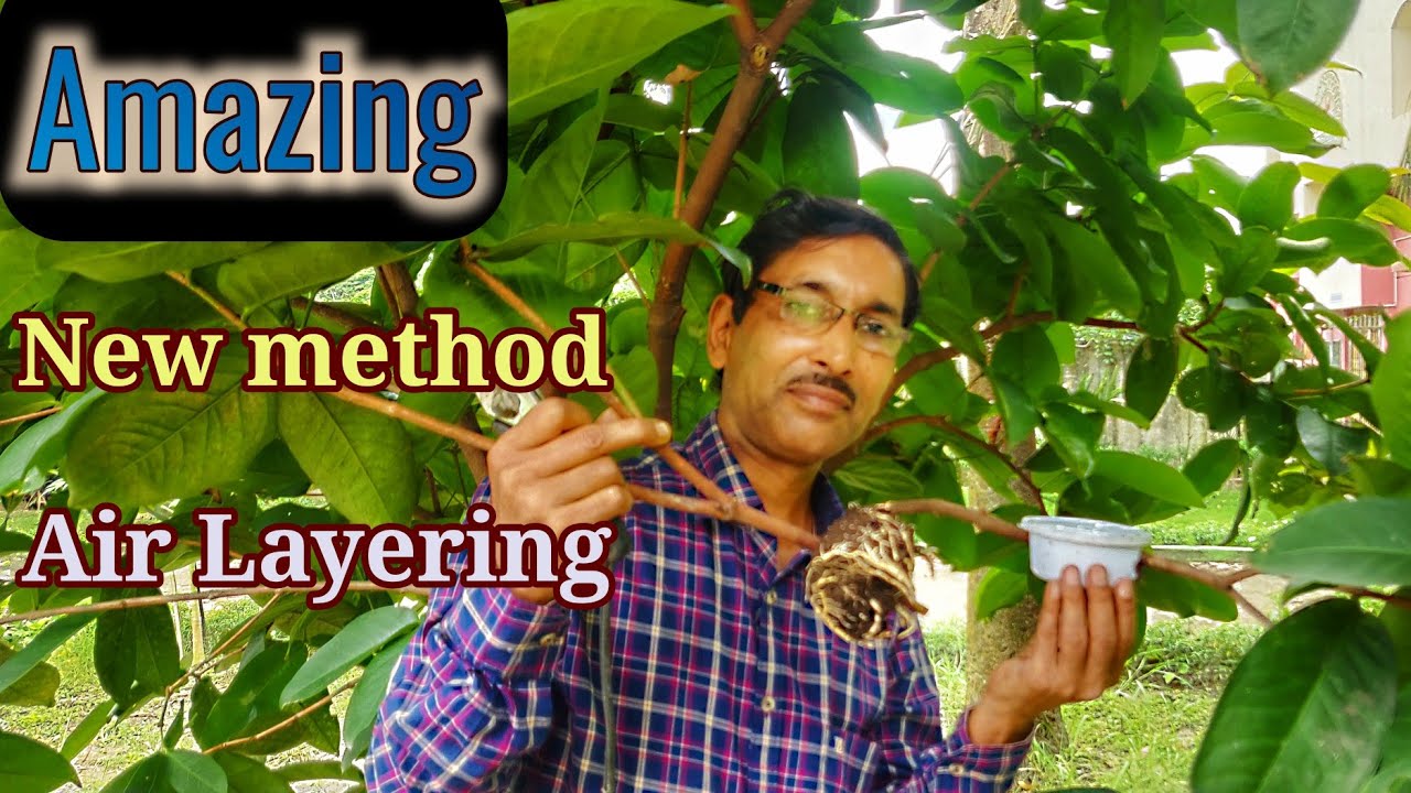 Learn the Amazingly New Method in Air Layering with Great Result ...