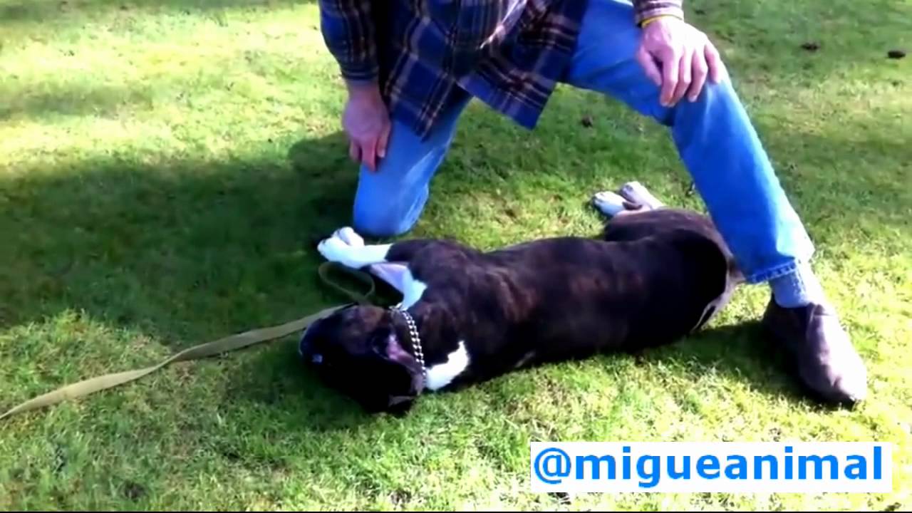 COMO HACER REANIMACION CARDIOPULMONAR A UN PERRO (VIDEO TUTORIAL) - YouTube