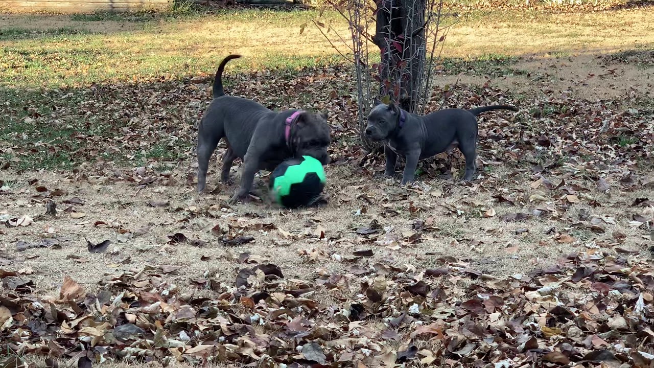 American bully 12 weeks old - YouTube