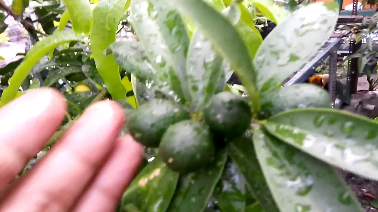 Pohon Jeruk Nagami, Buah Jeruk Nagami - YouTube