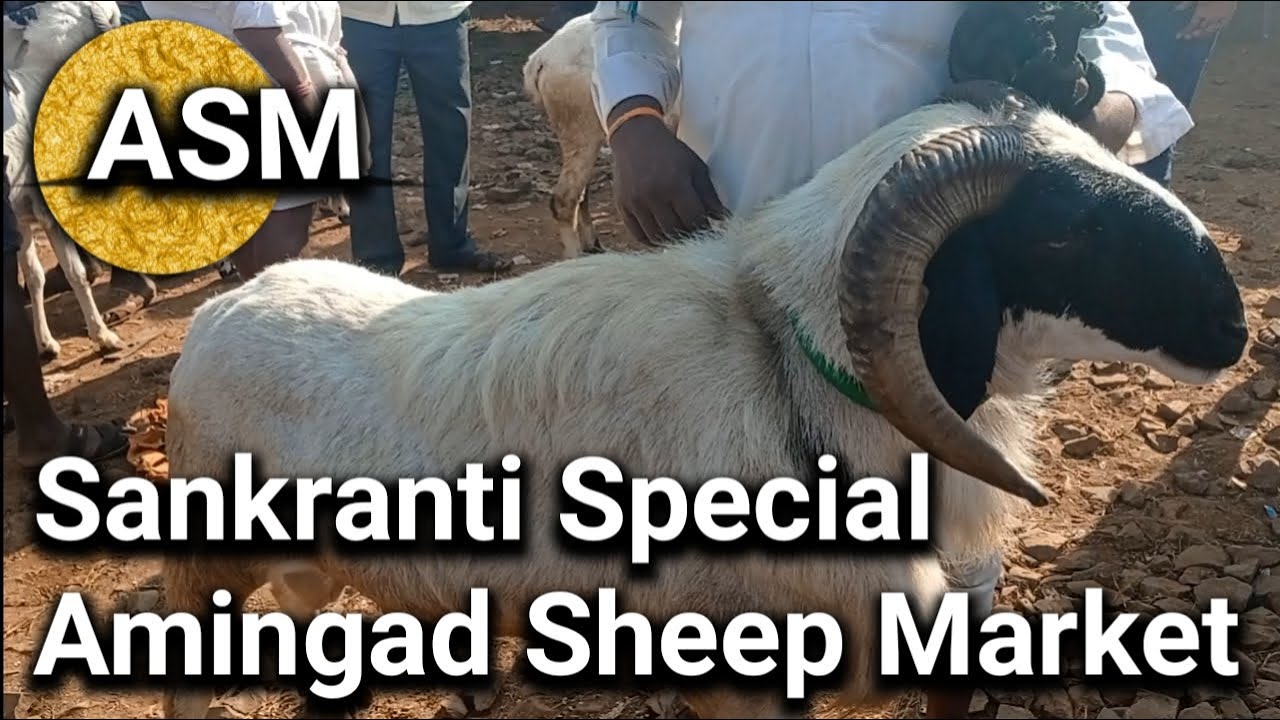 Episode -75 | Amingad Sheep Market, Bagalkot district, Karnataka, India ...
