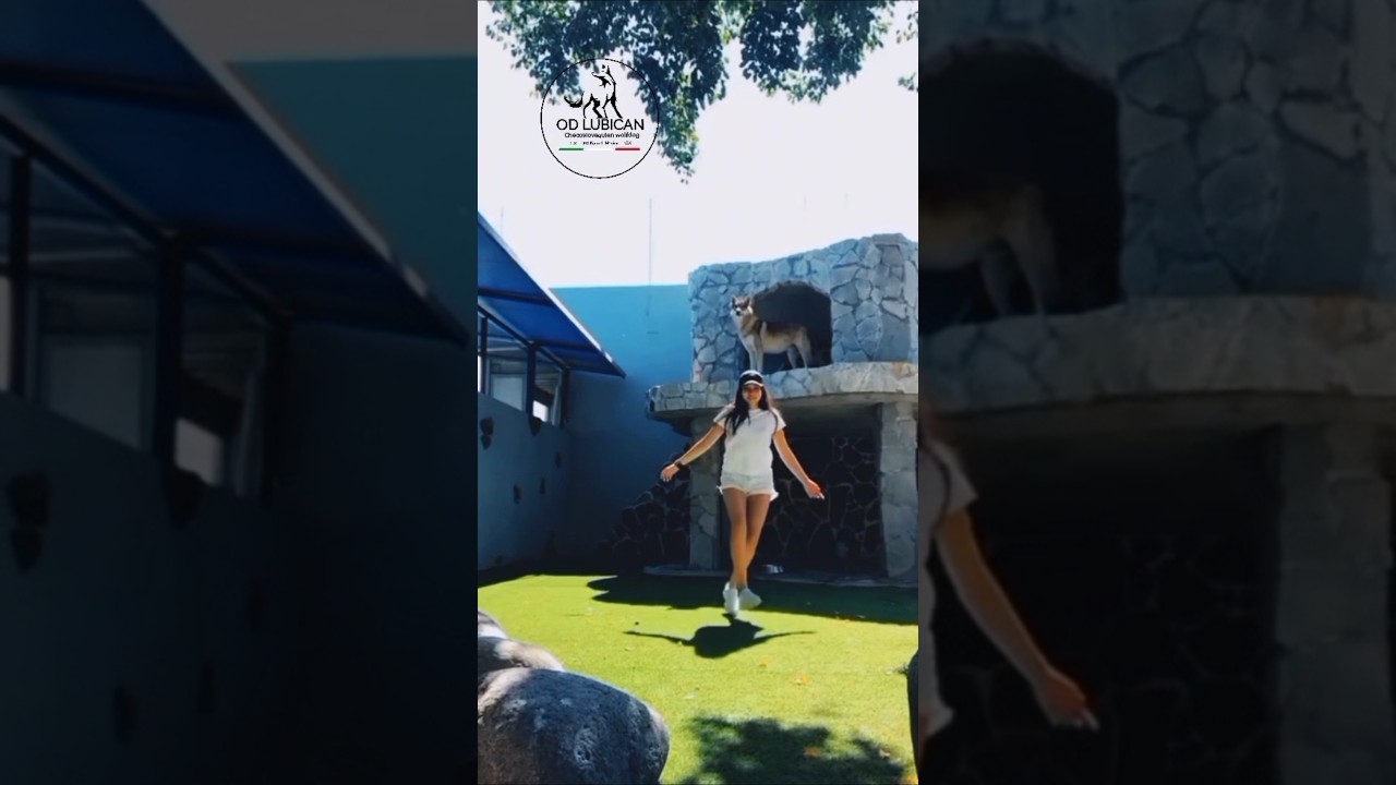 Perro Lobo Checoslovaco 🐺 by Od Lúbican 🇨🇿 - YouTube