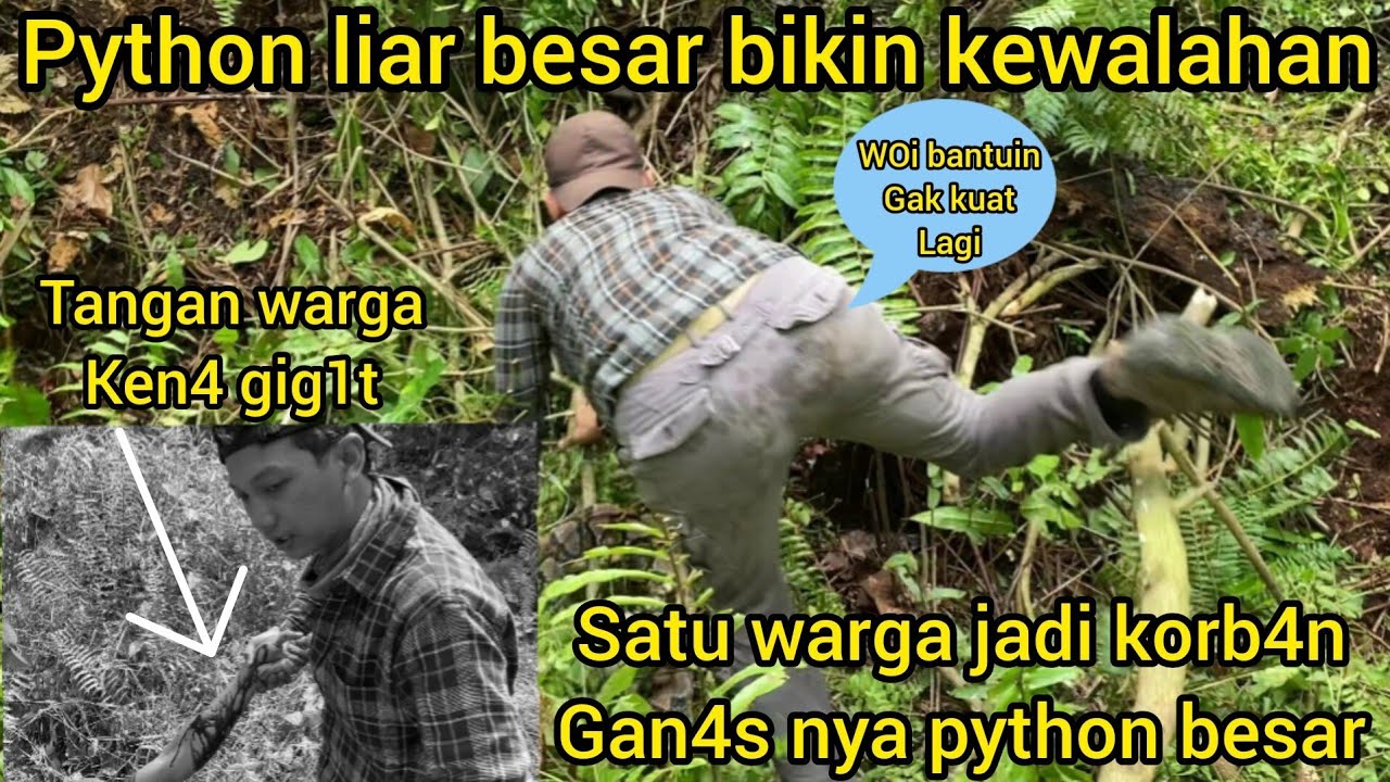 SUASANA MENCEK4M PENANGKAP4N ULAR PYTHON BESAR DI SAWIT SAMPAI WARGA ...