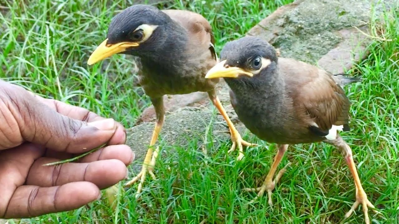 শালিক পাখি পালনের নিয়ম । শালিক পাখি মারা যাওয়ার কারন ।Shalik pakhi ...
