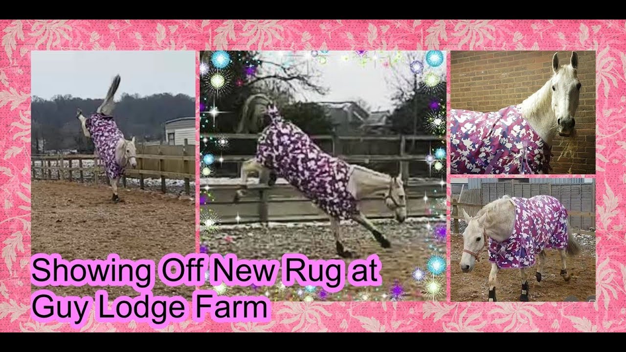 Merlin Le Grande - Video 164 (Showing Off New Rug at Guy Lodge Farm 😁😁 ...