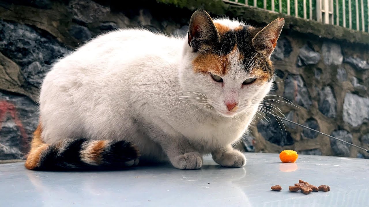 Feeding a Adorable Calico Stray Cat on a Car Roof - A Day in the Life ...