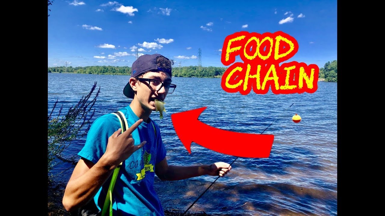 Food Chain FISHING CHALLENGE! (Important News...) - YouTube