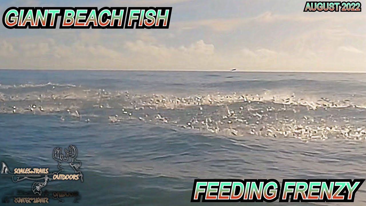 FISHING TEXAS BEACHES - HUGE fish feeding FRENZY!! - EP. 3 - DRAFT ...