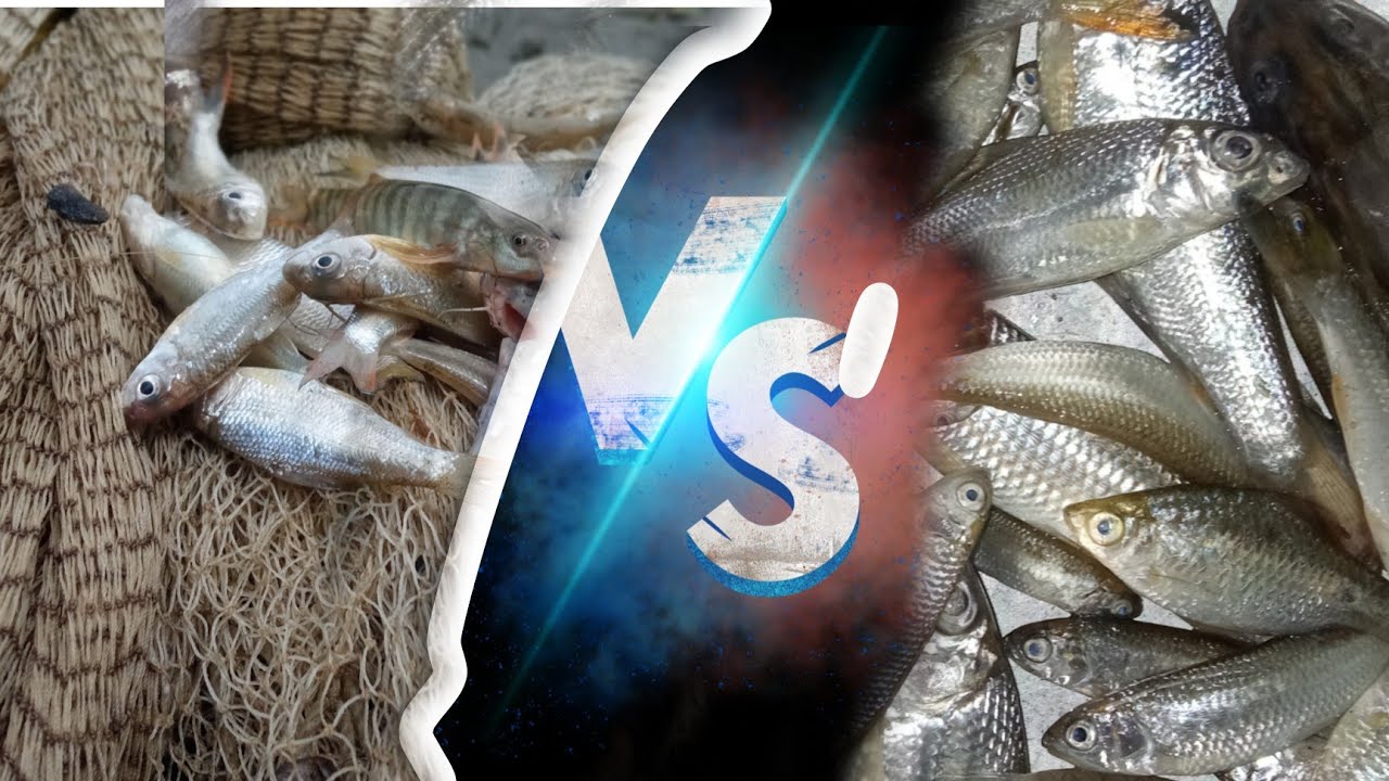 so close... fishing..fish video 🐠🐋🐟 #fishingvideo #fish vid #catch_fish ...