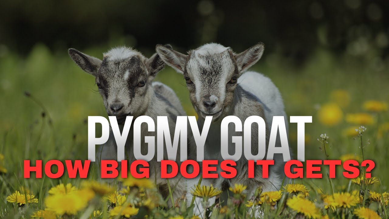 How Big Does A Pygmy Goat Gets? - YouTube