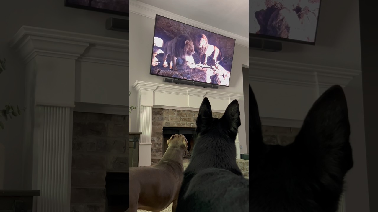 Dogs Watching TV - YouTube
