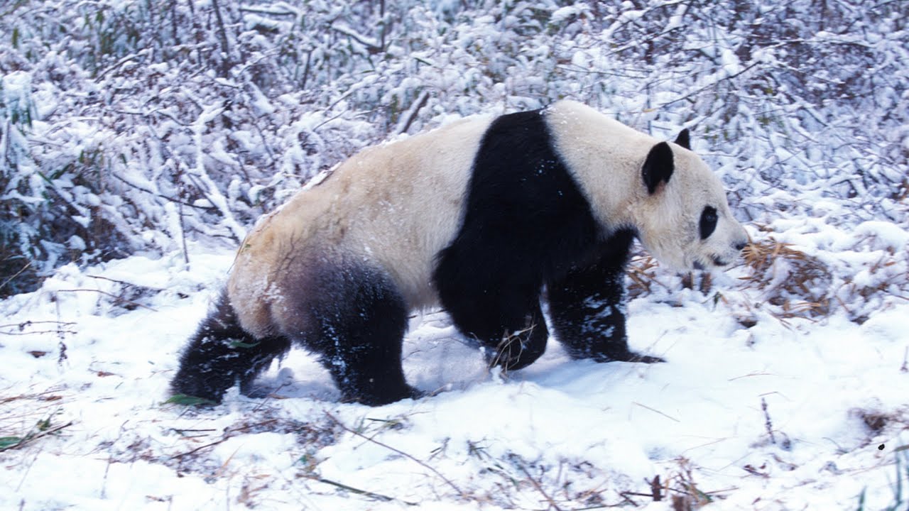 Snowy Panda Bliss: Endearing Winter Play and Rolling Fun! ️🐼 # ...