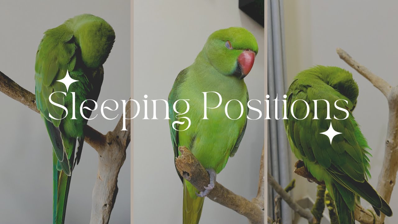 Common Sleeping Positions Of Parrot - YouTube