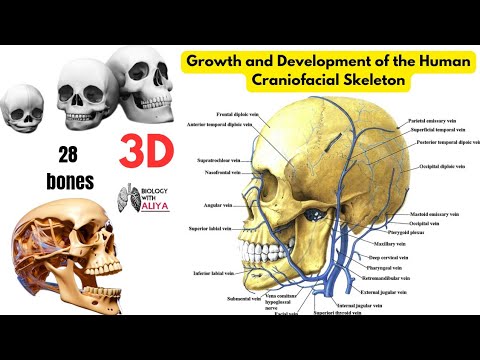 Growth and Development of the Human Craniofacial Skeleton | medical 3D ...