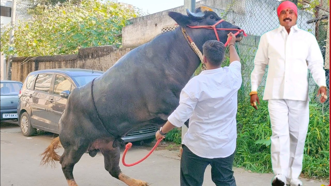 Laddu Yadav Sadar 2022 | Laddu Yadav Bull Lifting 2022 | Sadar 2022 ...