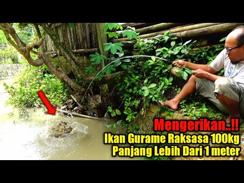 Sangat Mengerikan..!! Mancing Ikan Gurame Raksasa Panjang 1 Meter Lebih ...