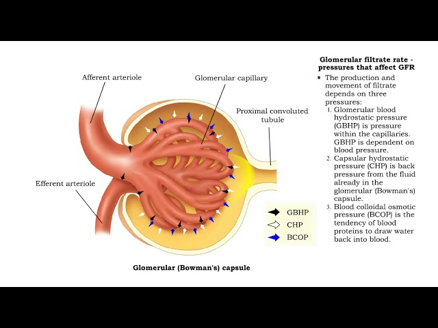 Glomerular Capillaries Into Bowman's Capsule Nephron Structure. Urine
