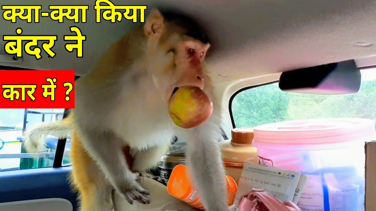 [245] OMG"!! ये क्या हो गया 🙈Monkey in Car | Banar monkey funny video ...