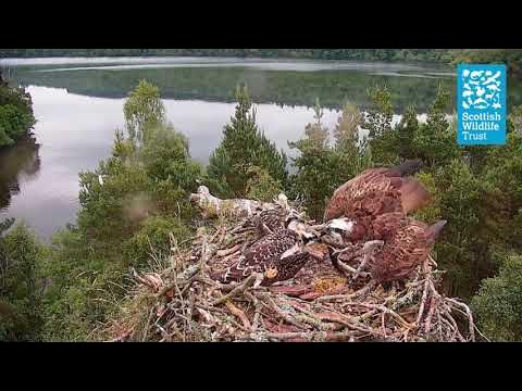 Female Osprey NC0 Begins Hunting - (Loch of the Lowes Osprey Webcam 2023) - YouTube