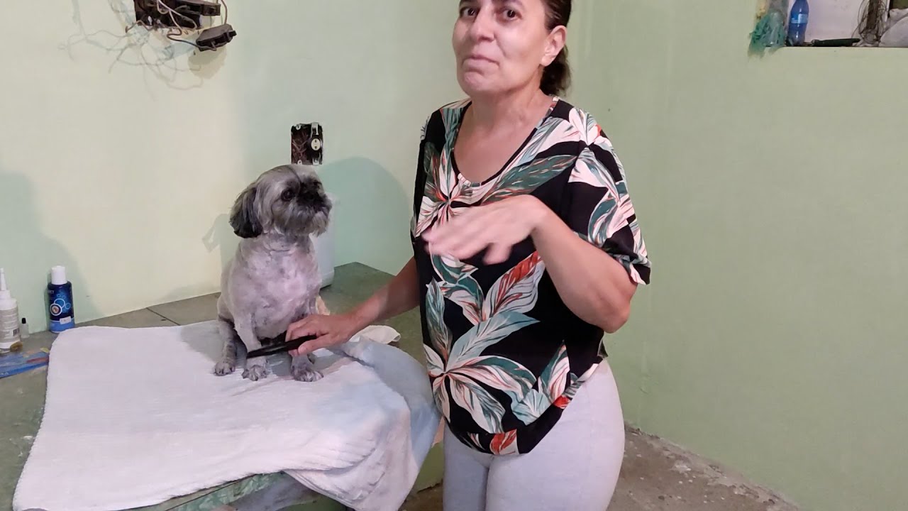 como tosar seu cachorro em casa - YouTube