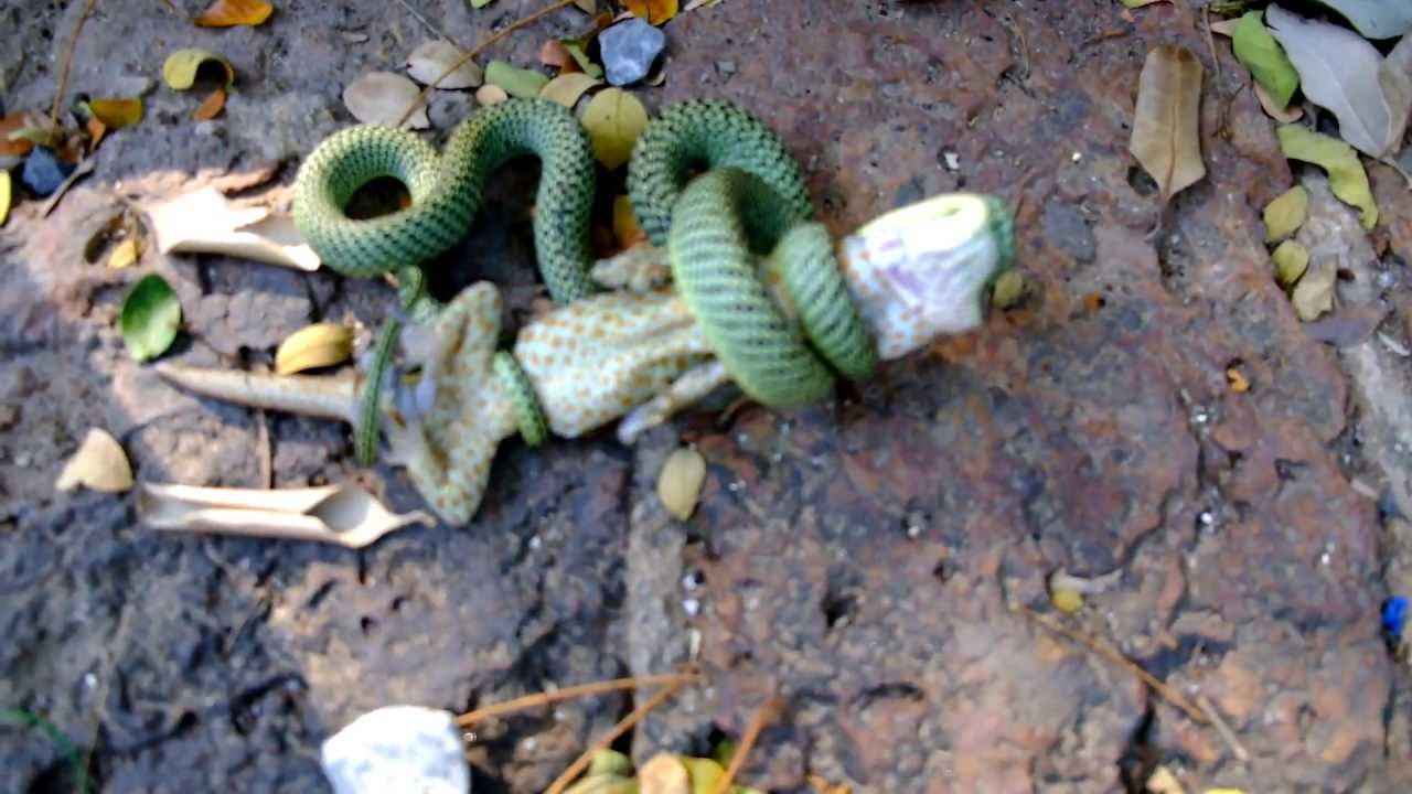 Golden Tree Snake Devours Gecko - YouTube