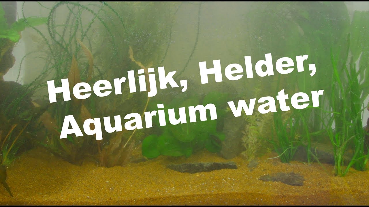 Heerlijk helder, aquarium water. Tips voor een kristal helder aquarium ...