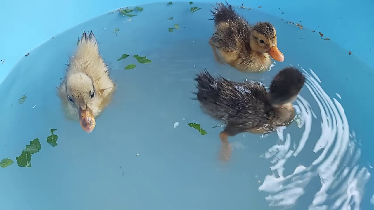 Cute Funny Ducklings Swimming For The First Time In Water Pool - YouTube