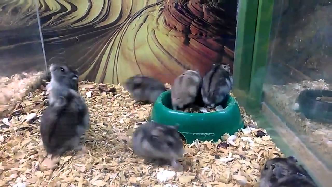 Hamster Does Backflip - Funny Pet Animals - YouTube