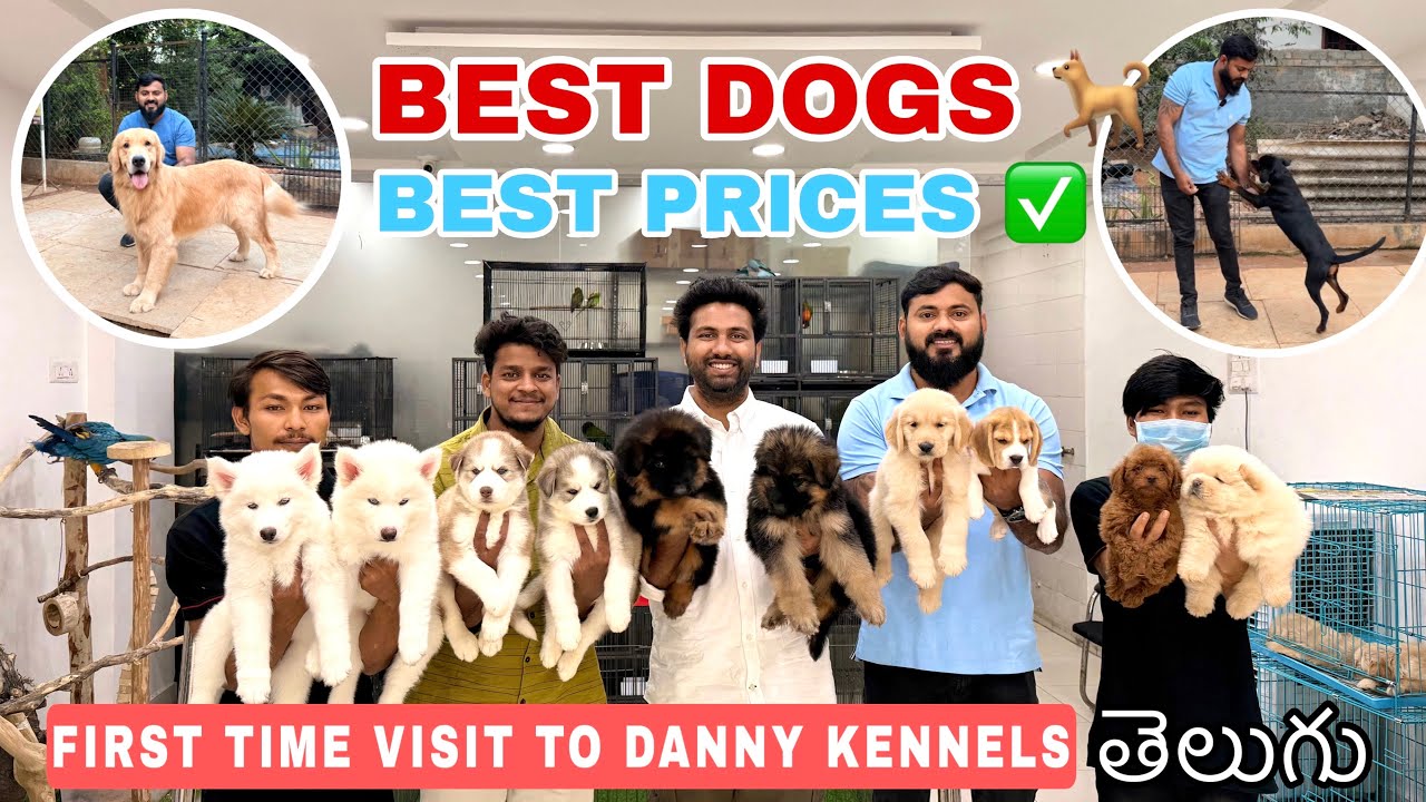 CHEAPEST AND BIG DOGS IN HYD | FIRST TIME GLIMPSE OF DANNY KENNELS ...