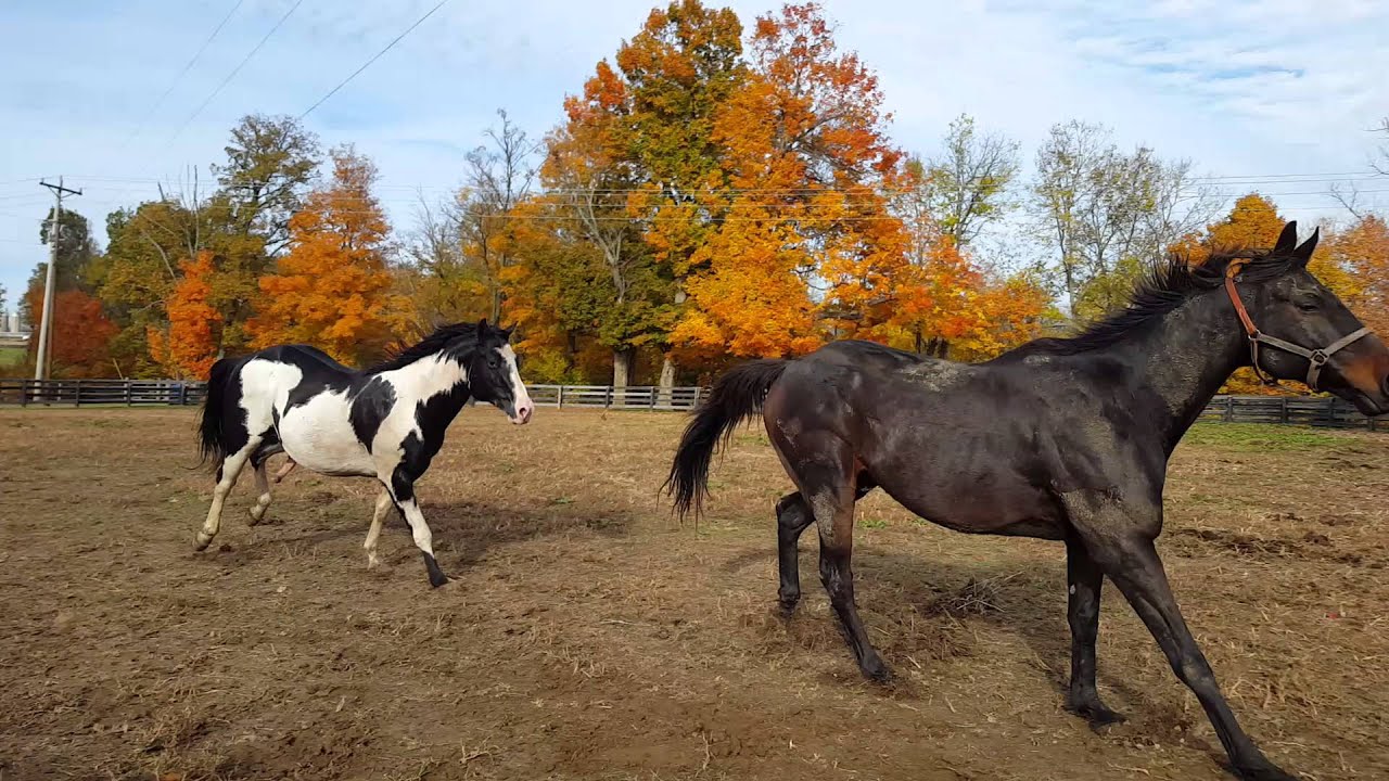 JS Blue Maxs Ghost, APHA stallion - YouTube