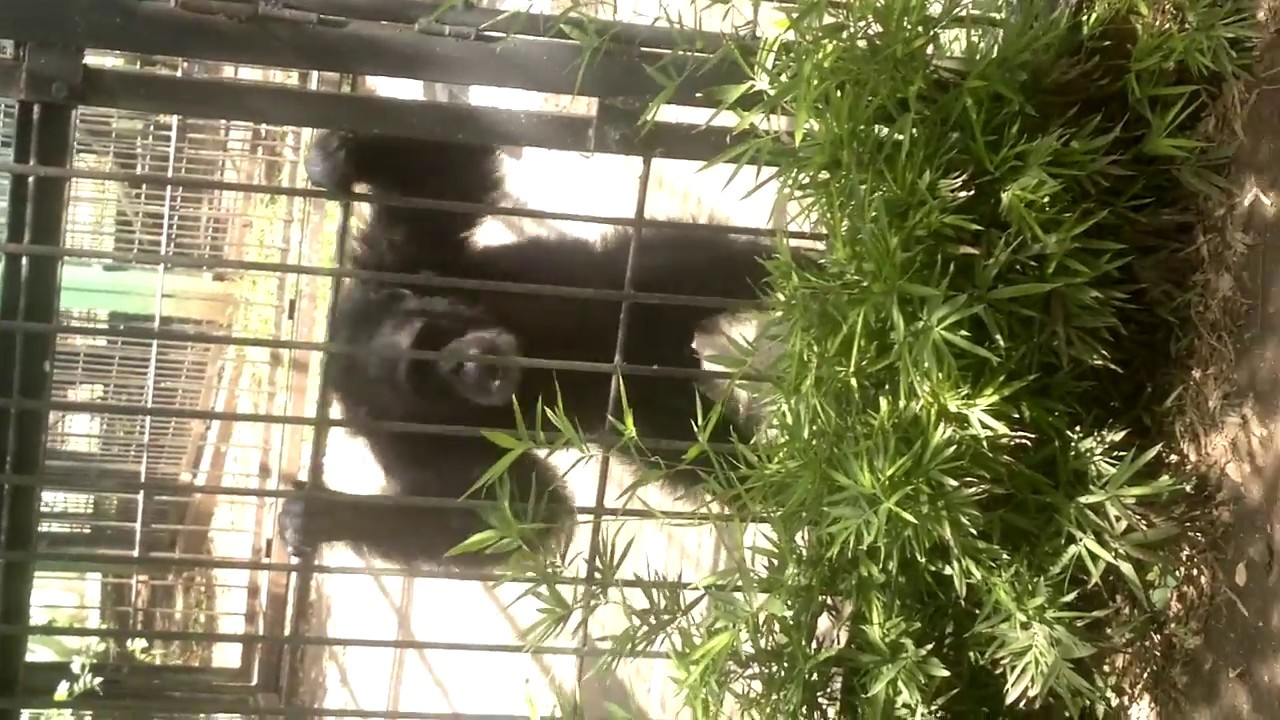 Maggot Monkey - YouTube