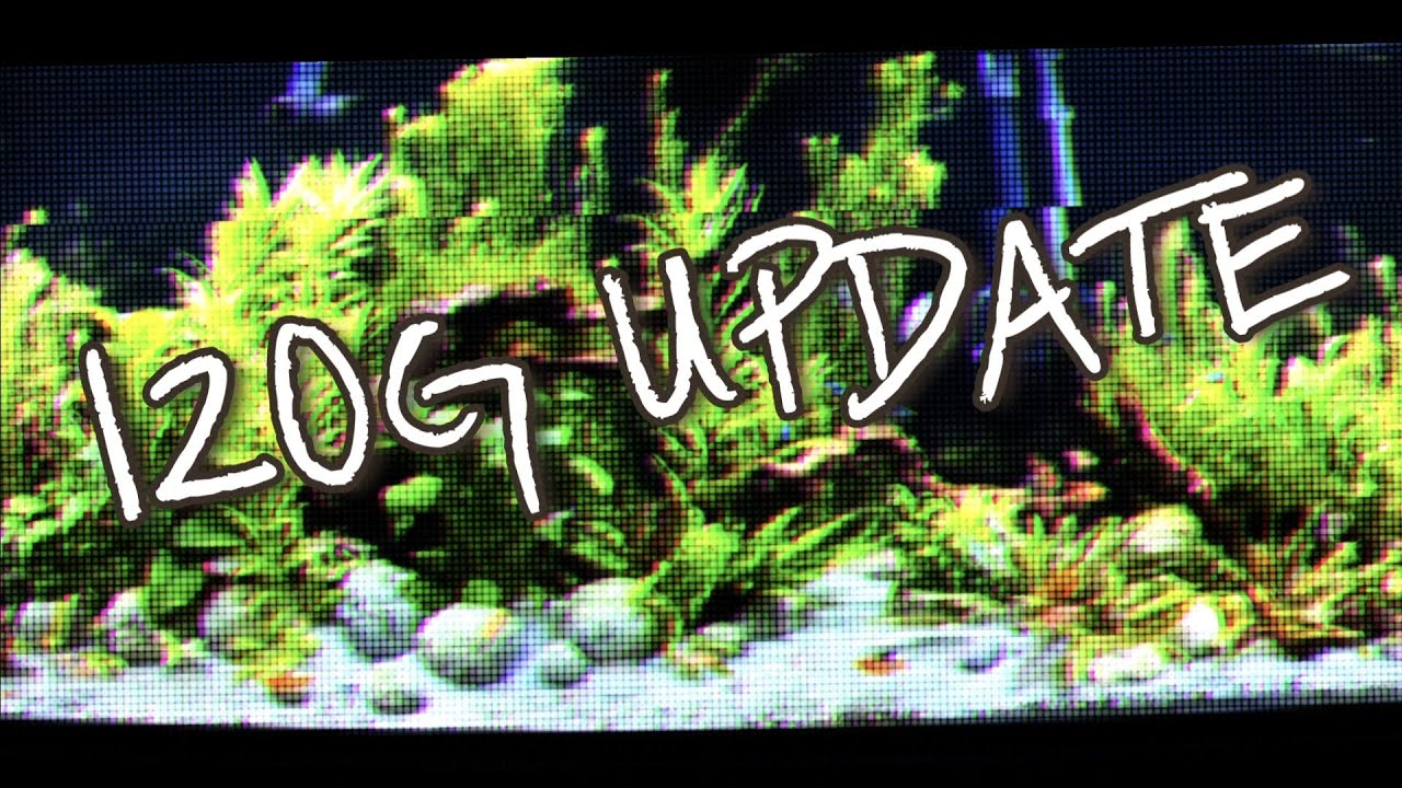 120 Gallon Planted Tank UPDATE and New DISCUS added - YouTube