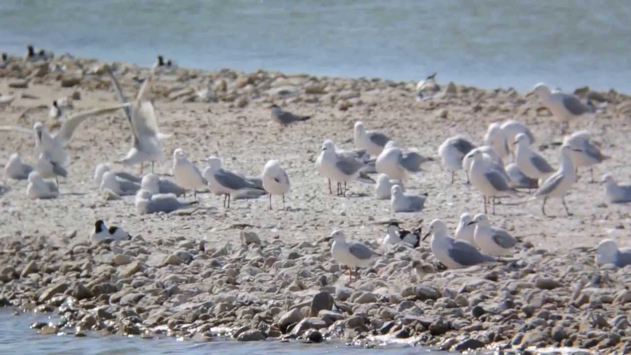 Slender-billed Gull (Chroicocephalus genei) breeding colony. - YouTube