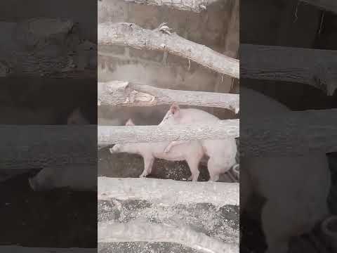 Our pigs are mating
