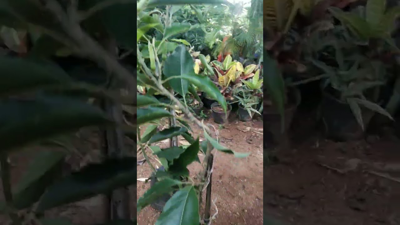 SENBAGAM FLOWER AT KPS NURSERY THANGAMANI WITH GOOD PLANT - YouTube