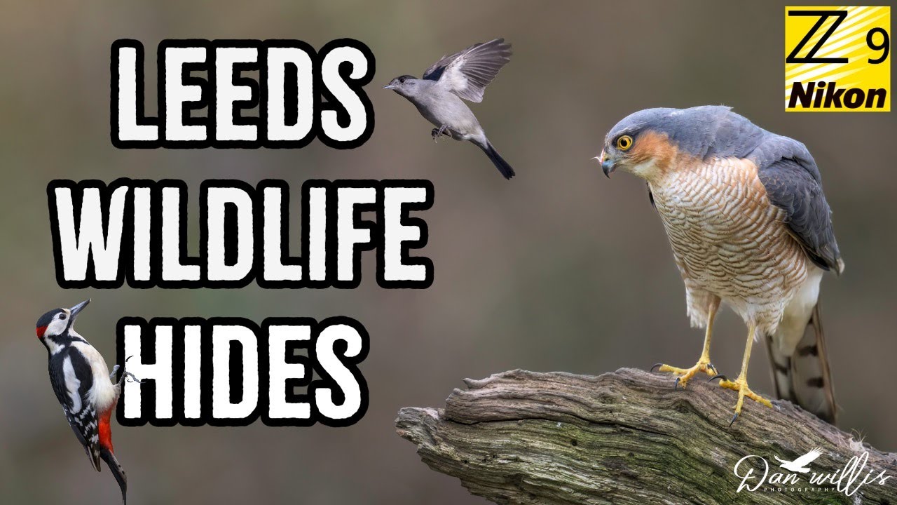 Capturing Stunning Birds at Leeds Wildlife Hide | Nikon Z9 & Z400mm f/2 ...