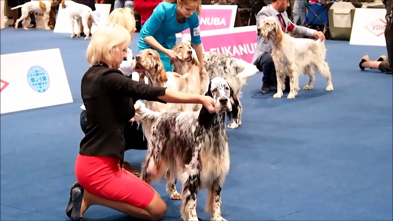 english setters - World Dog Show 2017 - YouTube