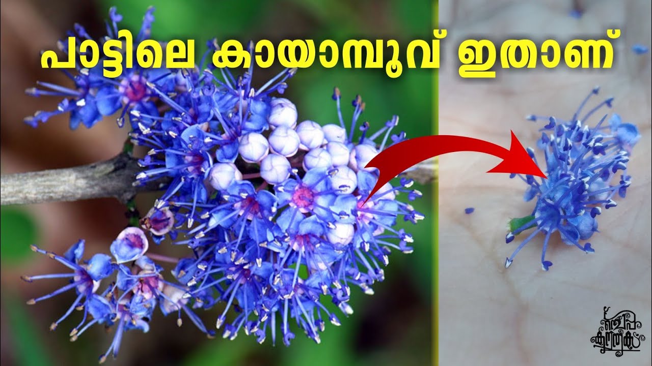 കണ്ണിൽ വിടർന്ന കായാമ്പൂ ചന്തം !! | Memecylon umbellatum Malayalam ...