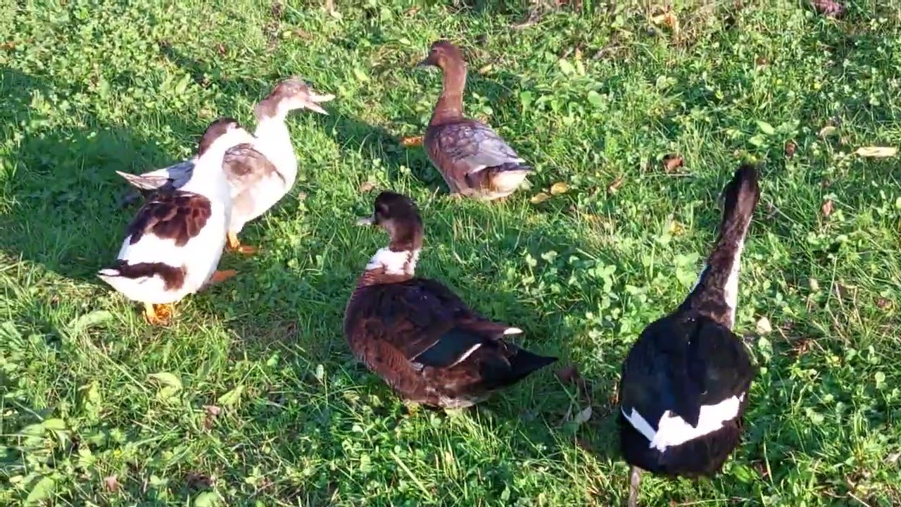 I'm trying to flock Mulard and Hinny ducks. - YouTube