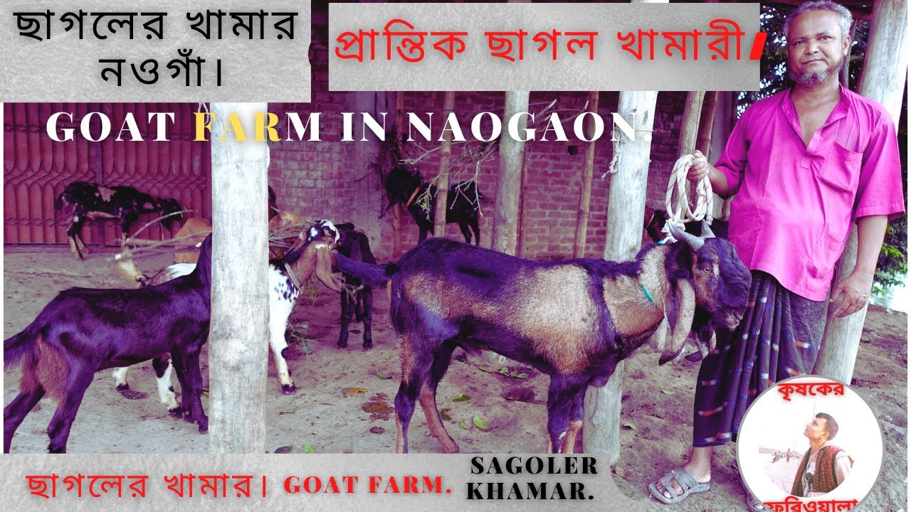 sagoler khamar | ছাগলের খামার, পাঠা ছাগলের খামার | ছাগলের খামার নওগাঁ ...