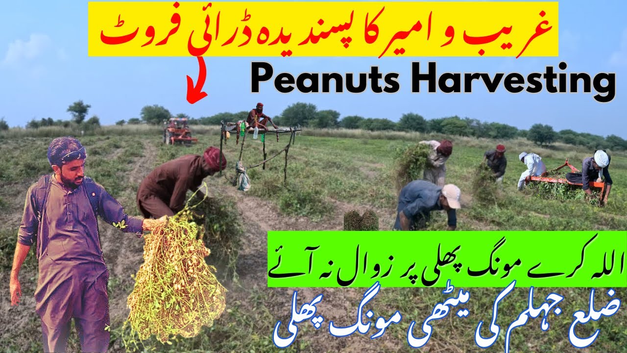 Peanut Harvesting in Pakistan peanuts farming Moongphali Ki Patai ...