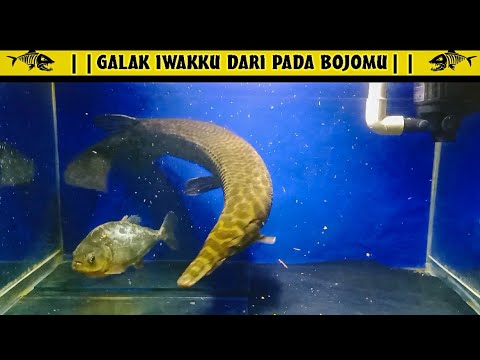 Piranha V.S. Ikan Aligator GAR