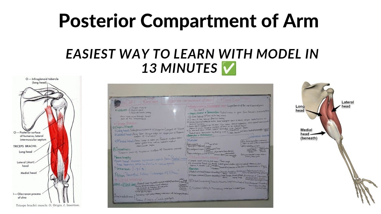 Easiest way to learn "Posterior Compartment of Arm" with Model #youtube ...