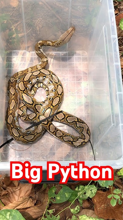 Big reticulated Python | Malaysia - YouTube