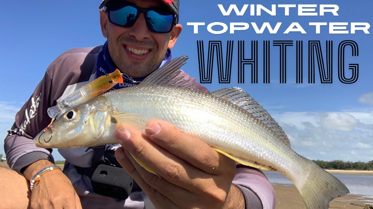 Catch Big Topwater Whiting This Winter In the Middle Of The Day - YouTube