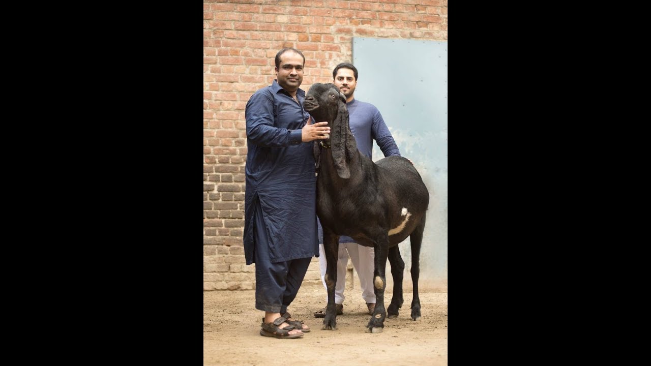 20th All Pakistan Faisalabad Bakra Show - World Biggest Bakra 300kg ...
