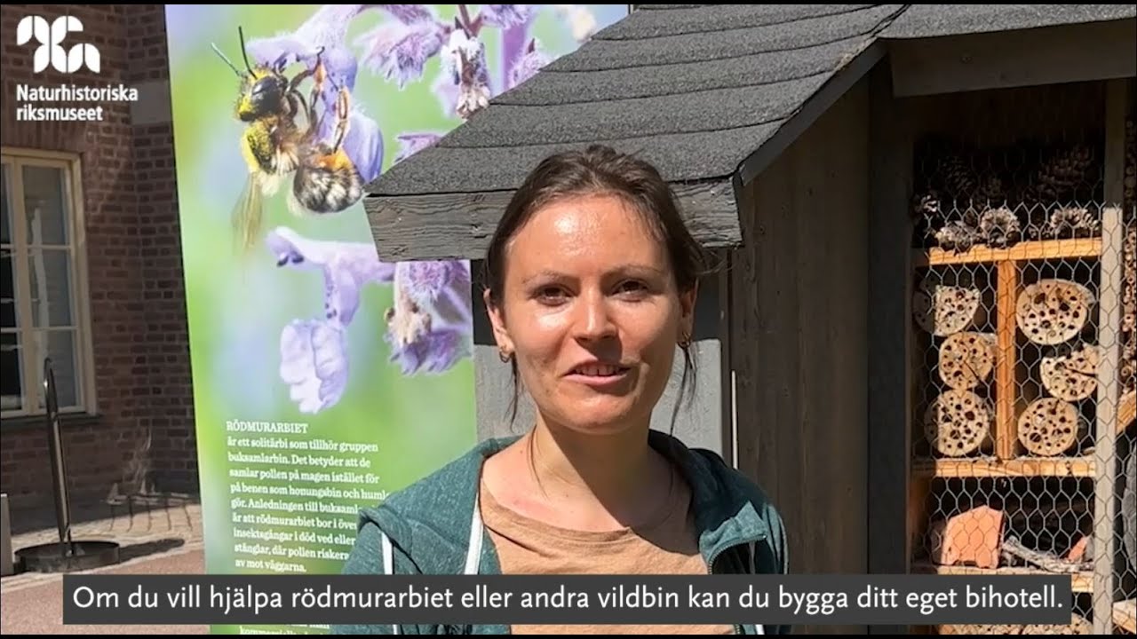 Hur du kan hjälpa vildbin - YouTube