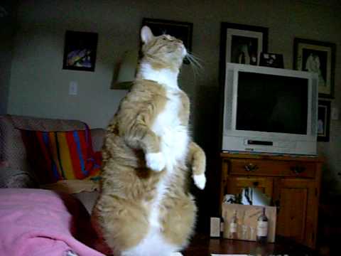 Cat sitting up on hind legs - YouTube