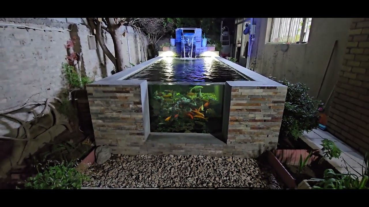 Night time beautiful Koi pond fishes, beautiful view through pond ...