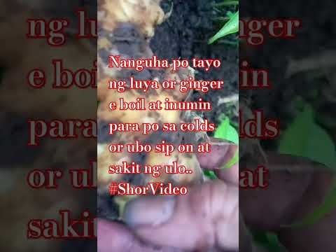 Pag may naitanim na luya or ginger pag may sakit manguha lang at mag ...